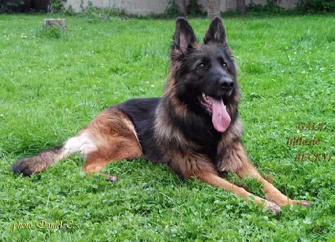 Accueil - Elevage Du Domaine D'Ethan - eleveur de chiens Berger ...